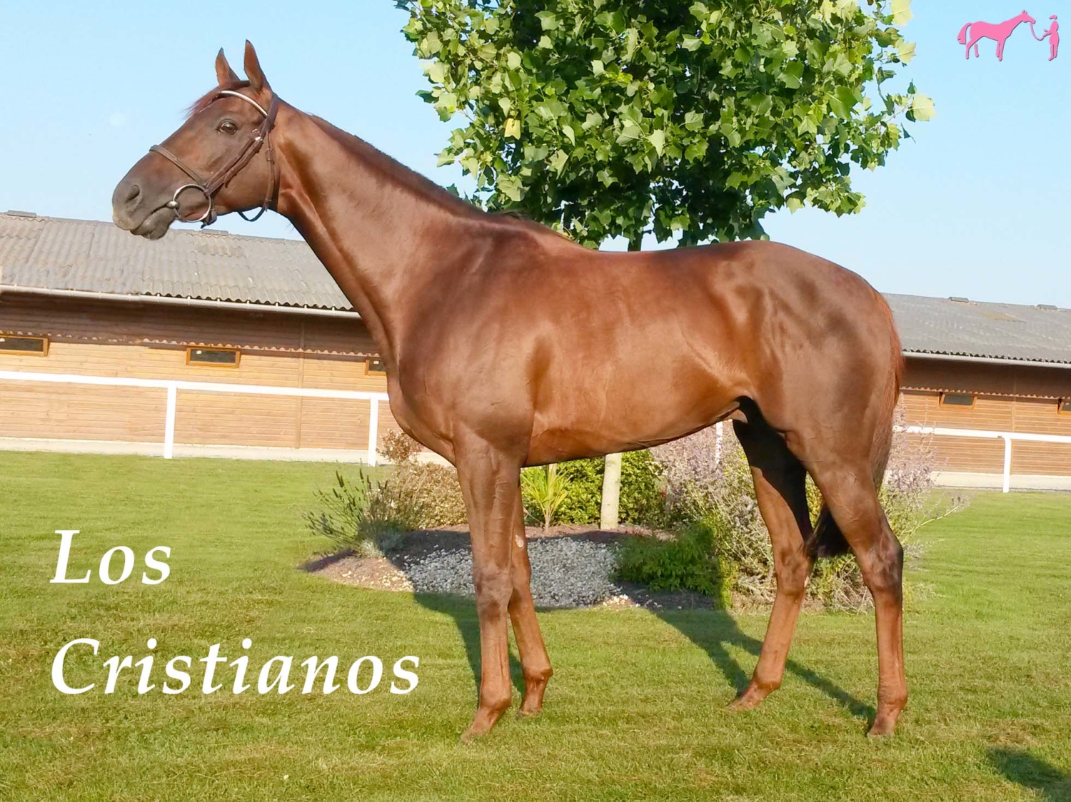 Offrez une nouvelle vie à Los Cristianos, un ancien crack cheval ...