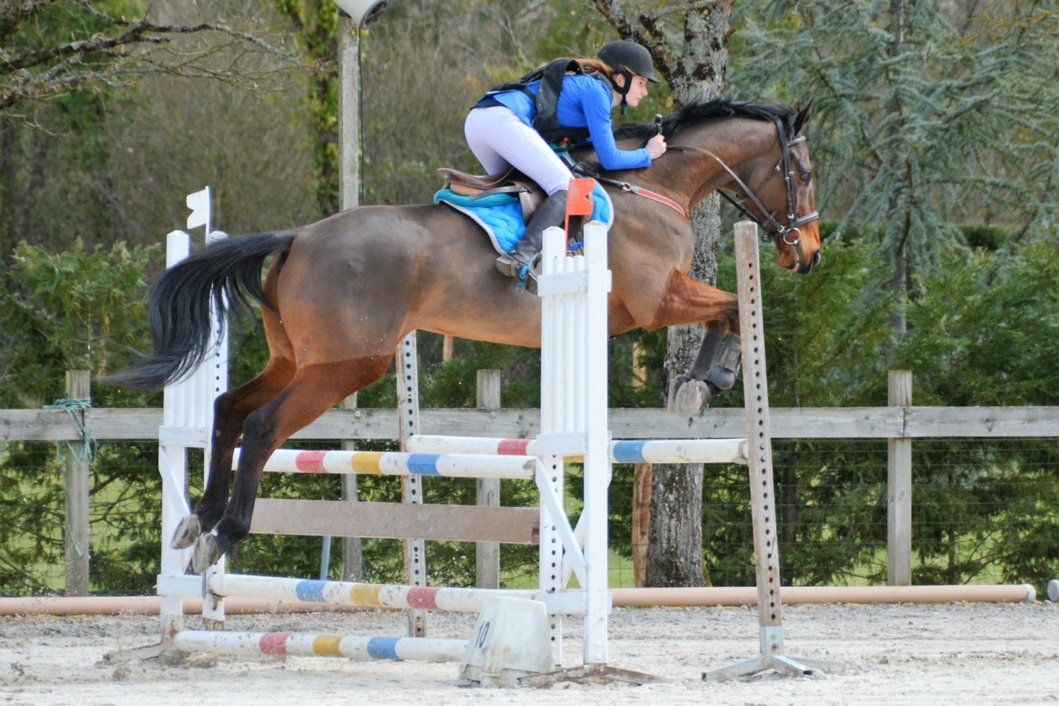 Un bon début de saison pour Astar du Bois, notre ancien pensionnaire - Ecurie Seconde Chance