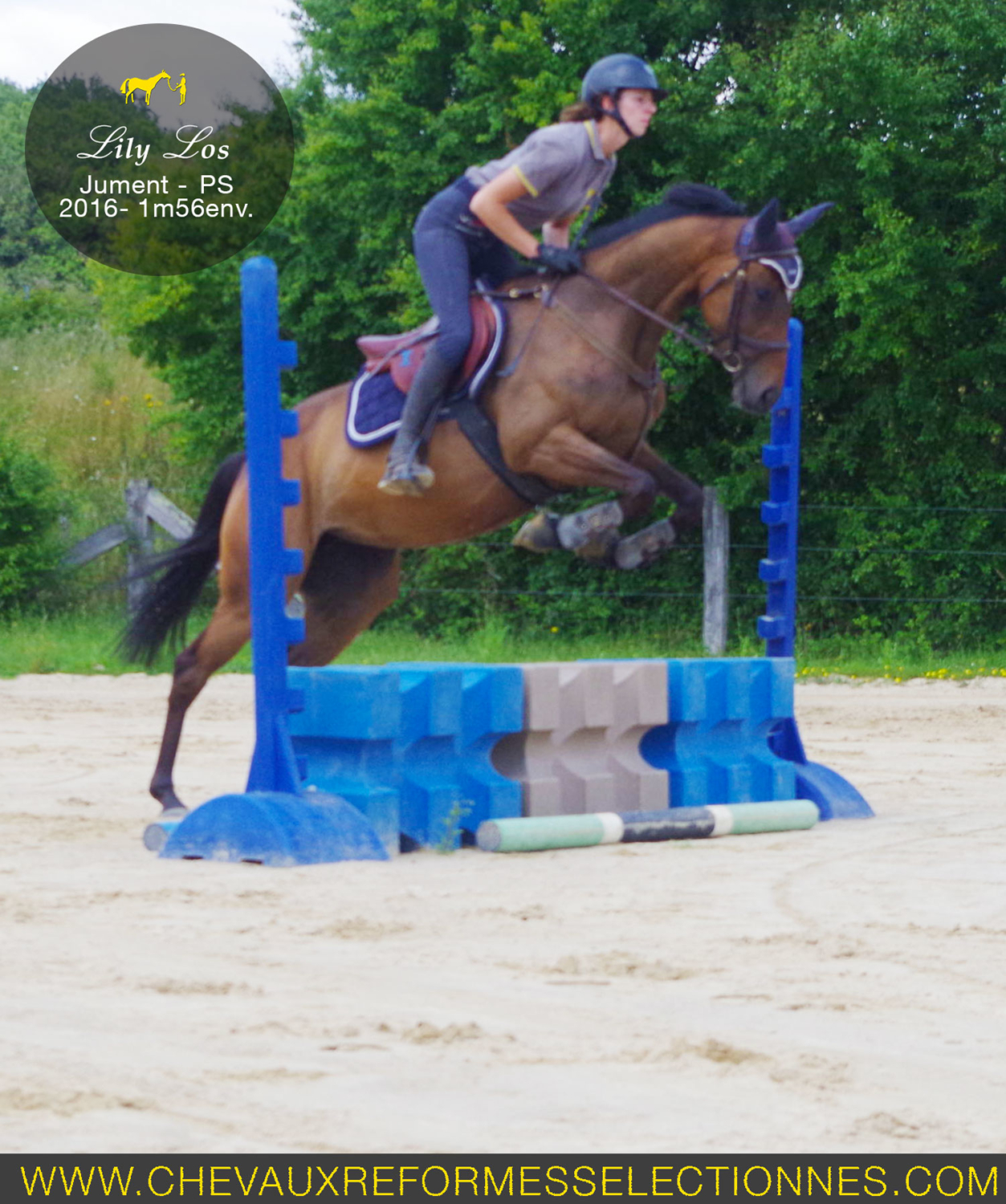 Une bonne séance sur les obstacles pour Lily Los ! - Ecurie Seconde Chance